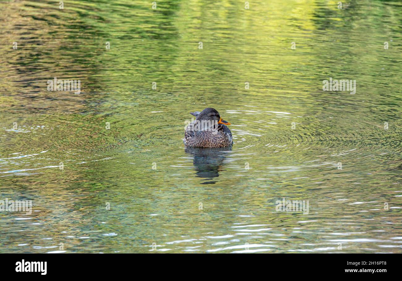 Close Up macro Of Duck Swimming In Lake Stock Photo - Alamy