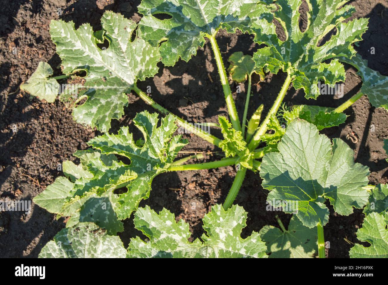 Top view of young organic zucchini seedlings. Organic farming. Mulching ...