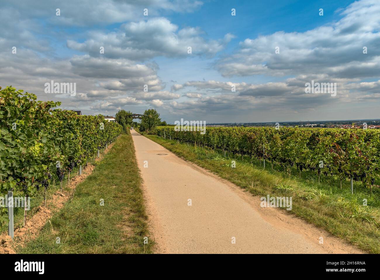 Rhein main plain hi-res stock photography and images - Alamy