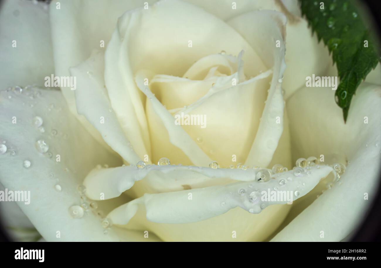 white roses in the garden with raindrops, macro Stock Photo - Alamy