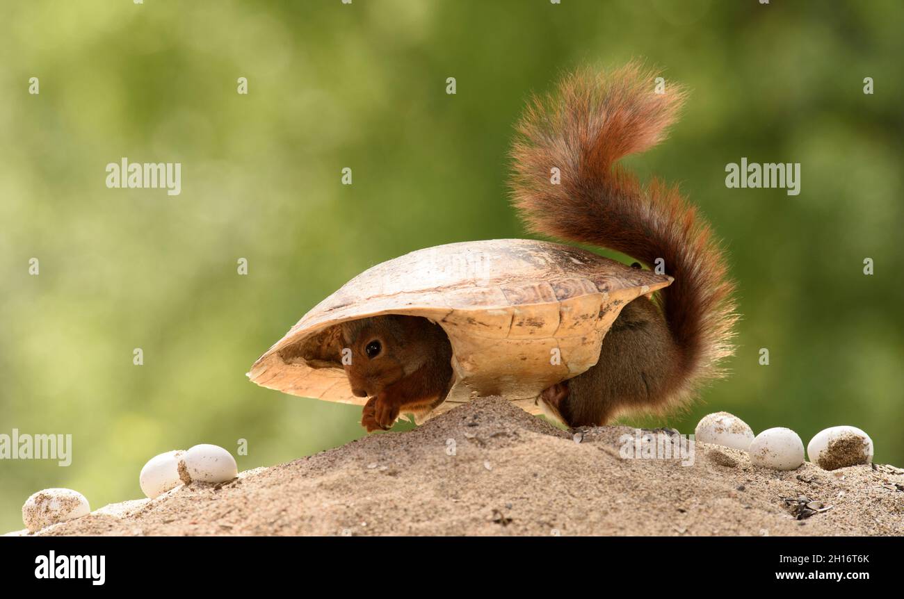 Baby squirrel nest hi-res stock photography and images - Alamy