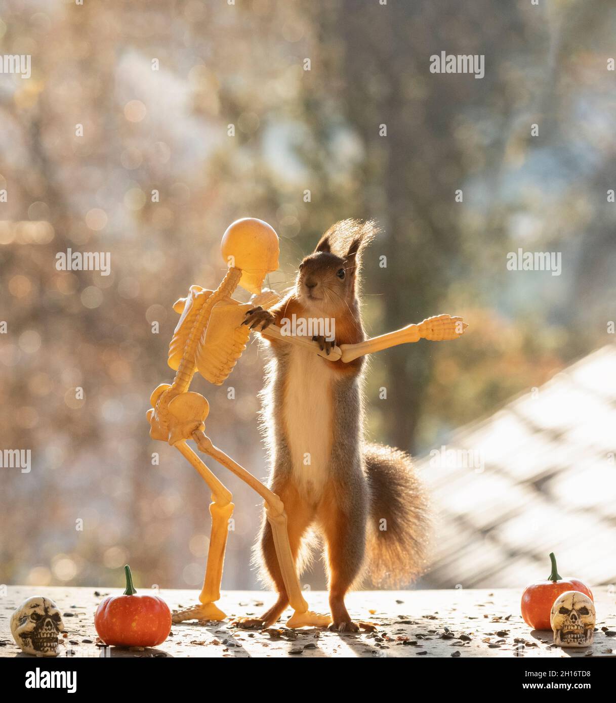 Red squirrel is holding on to an skeleton hi-res stock photography and ...