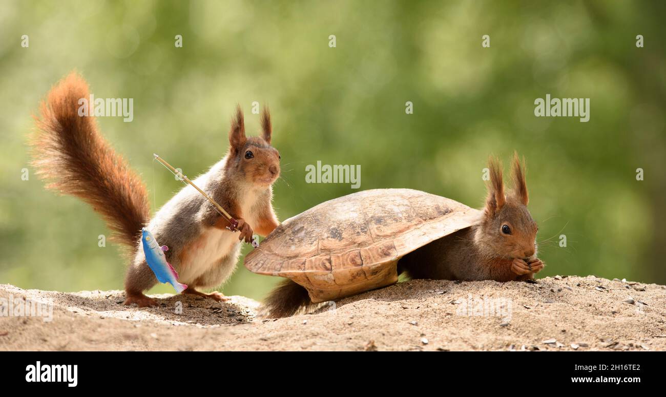 red squirrels are standing in an turtle shell with a fishing rod Stock ...