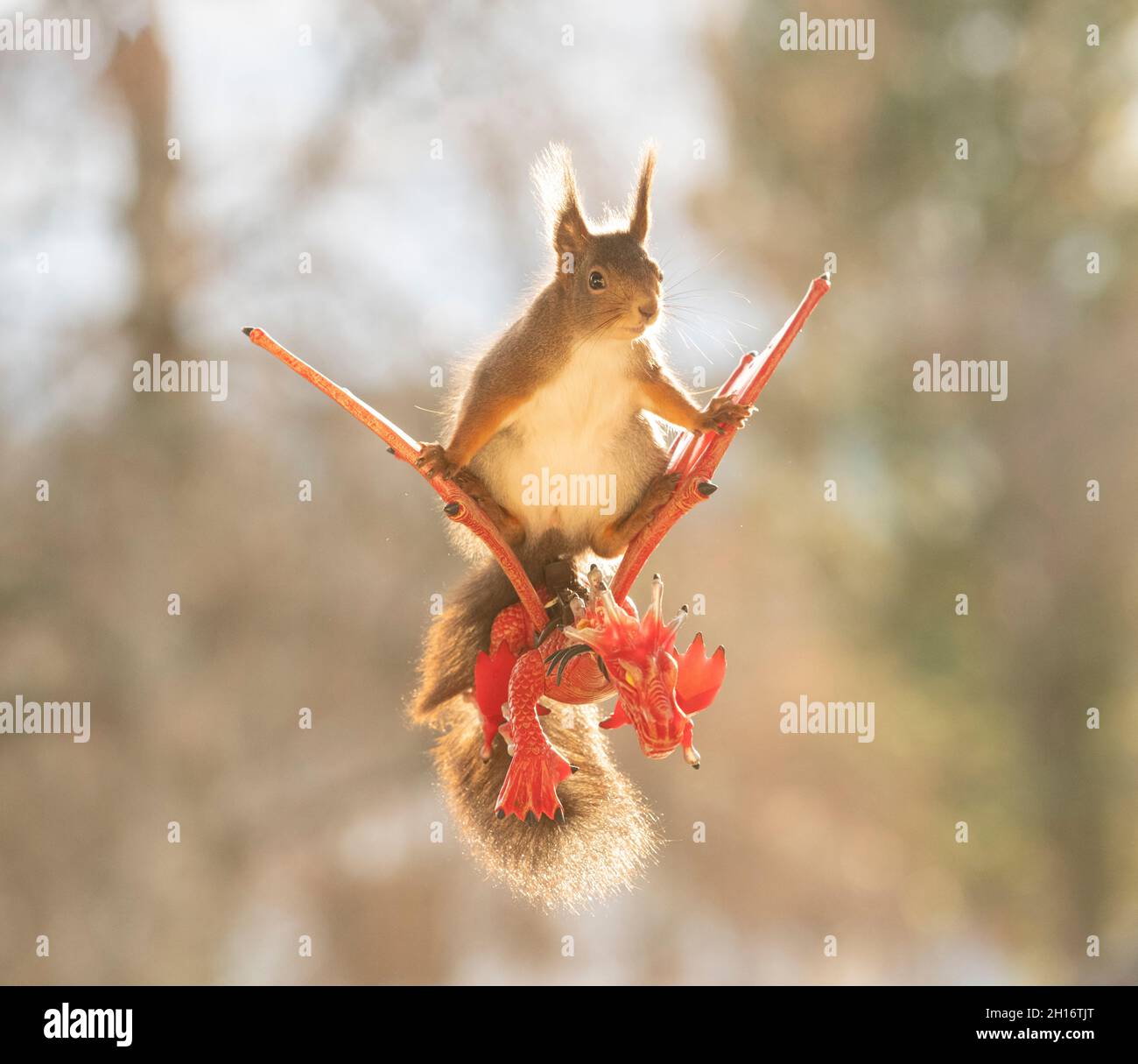 red squirrel is sitting on an dragon Stock Photo - Alamy