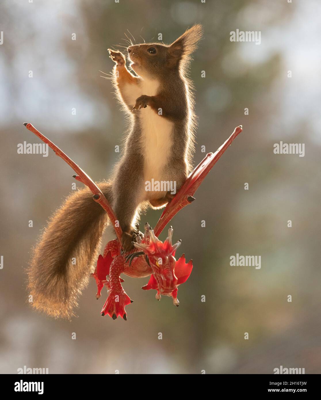 red squirrel is sitting on an dragon reaching up Stock Photo - Alamy