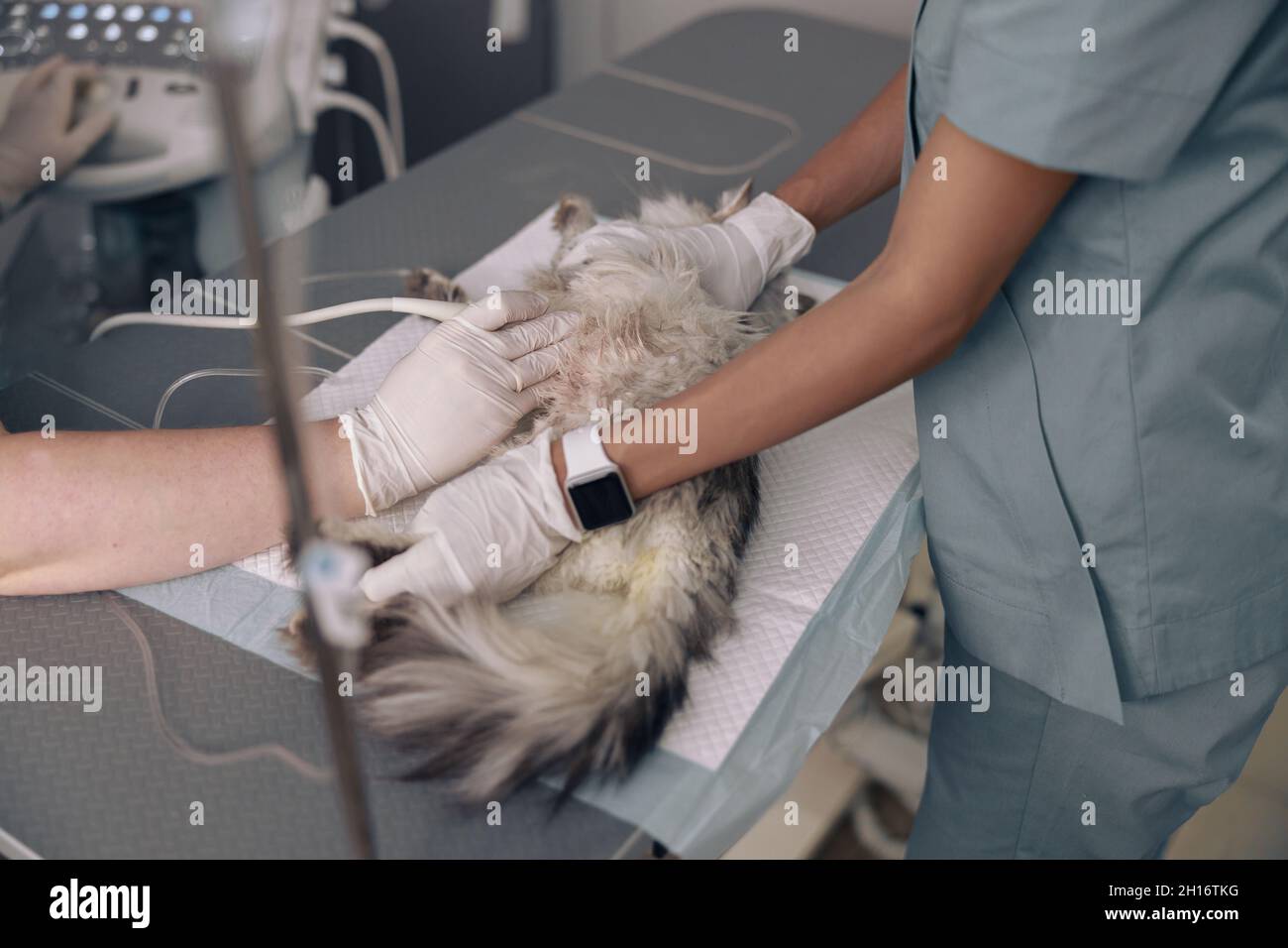 Nurse holds grey cat while doctor performs ultrasound investigation in ...