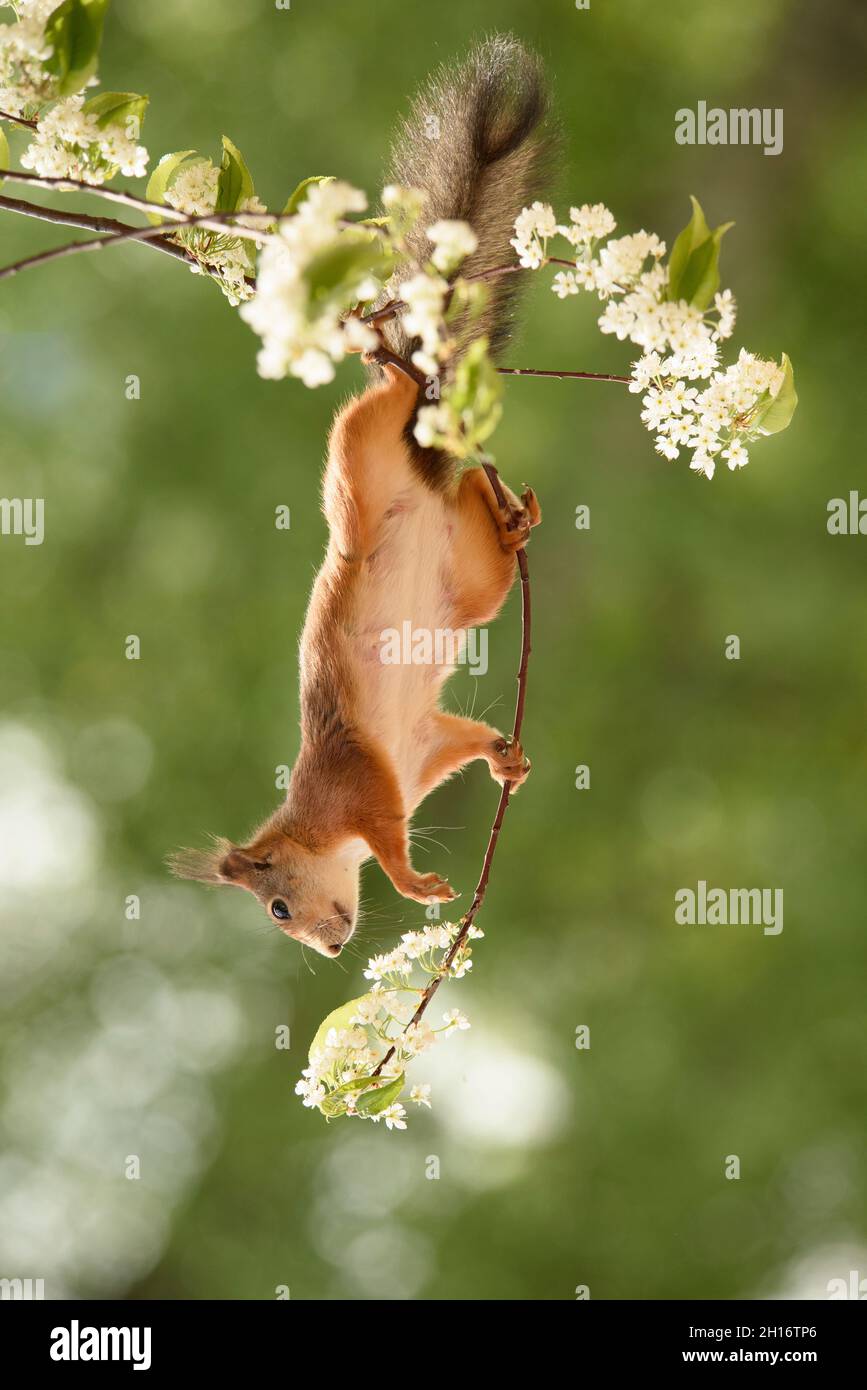 Red Squirrel Hanging From Tree High Resolution Stock Photography and ...