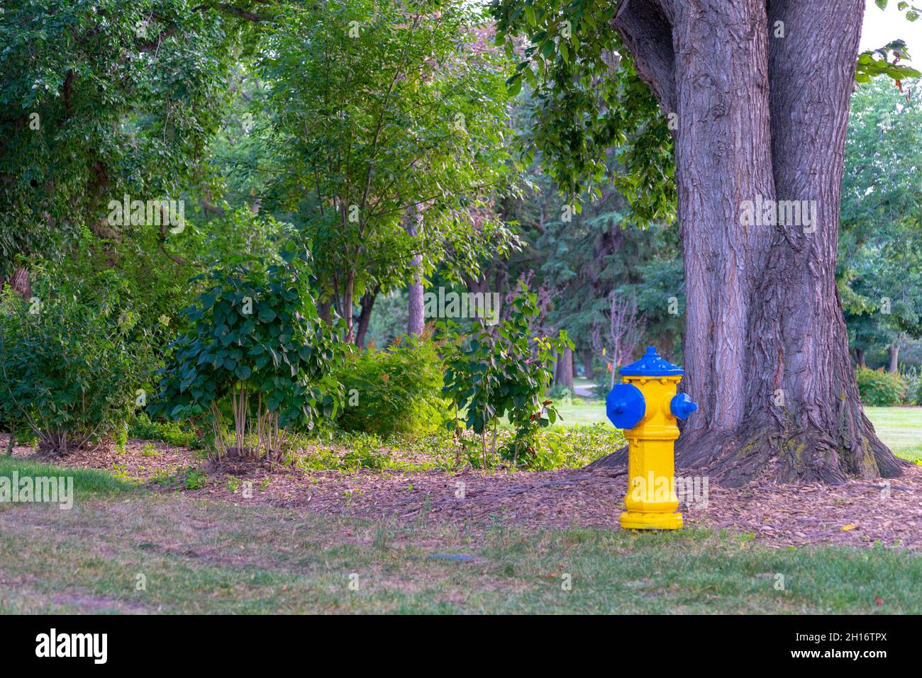 A fire hydrant surrounded by plants in a park Stock Photo - Alamy