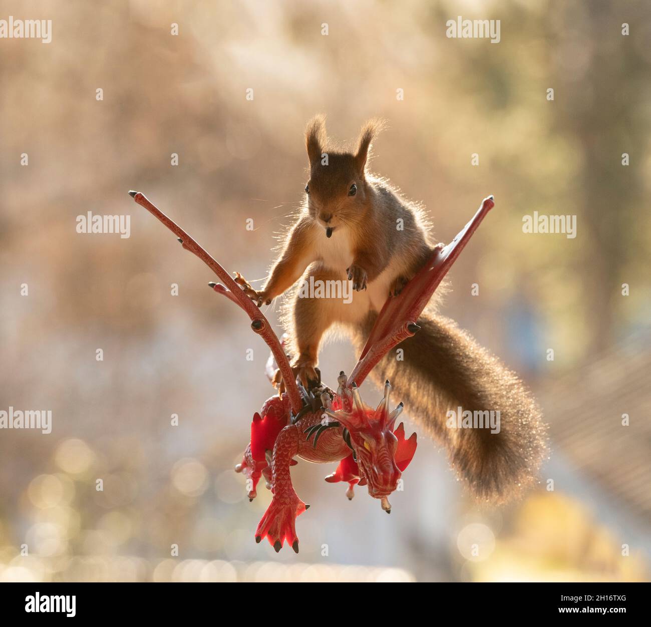 Dragon looking at you hi-res stock photography and images - Alamy