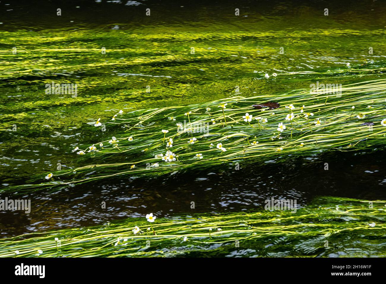 Flowering plant of the river water-crowfoot, Ranunculus fluitans in ...