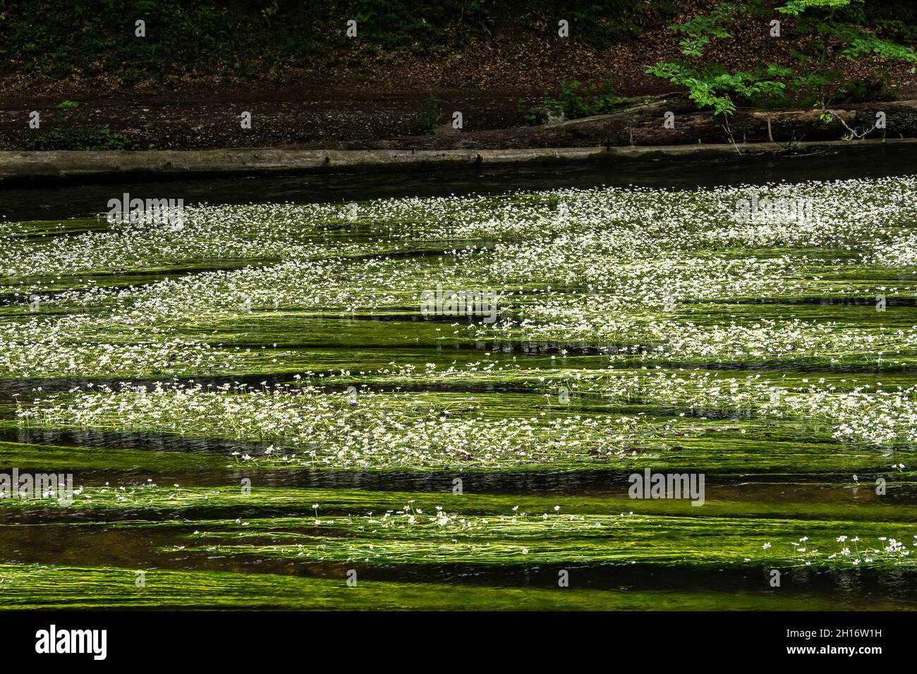 Flowering plant of the river water-crowfoot, Ranunculus fluitans in ...