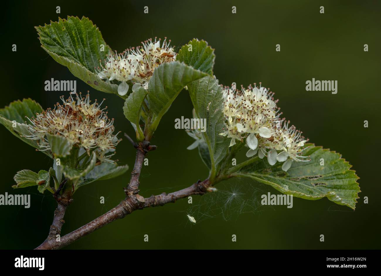 Grey leaved whitebeam hi-res stock photography and images - Alamy