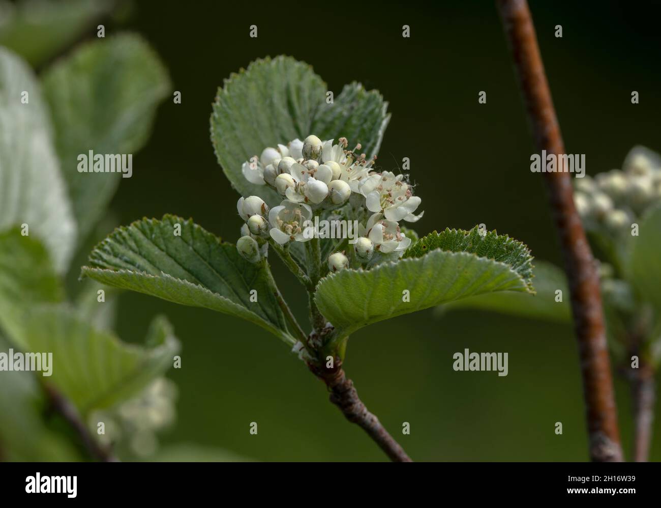 Irish Whitebeam, Sorbus hibernica, in flower in spring Stock Photo - Alamy
