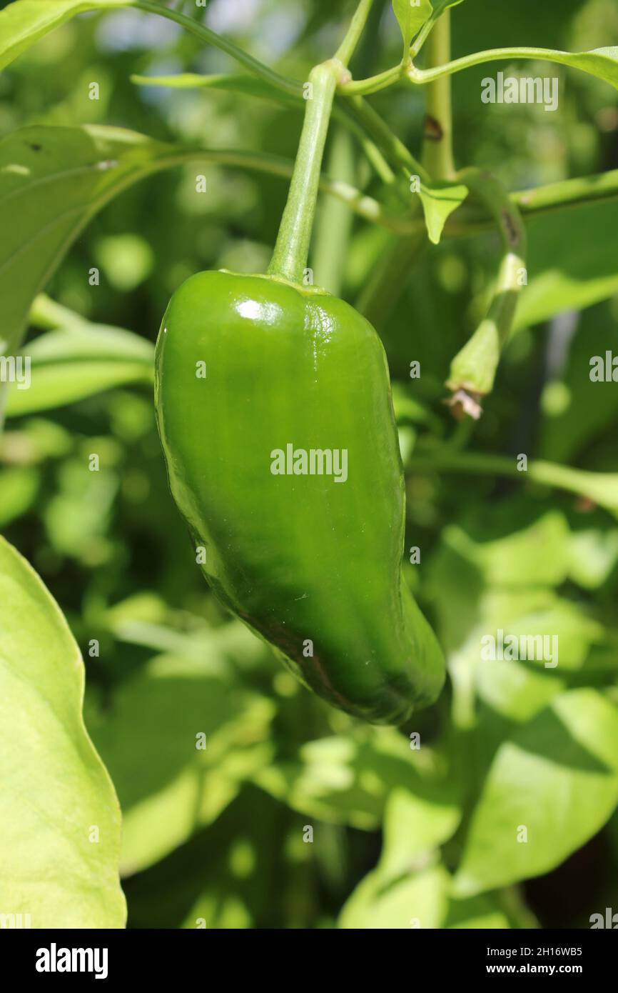 Delicious paprika plant growing in the bright summer sun Stock Photo - Alamy