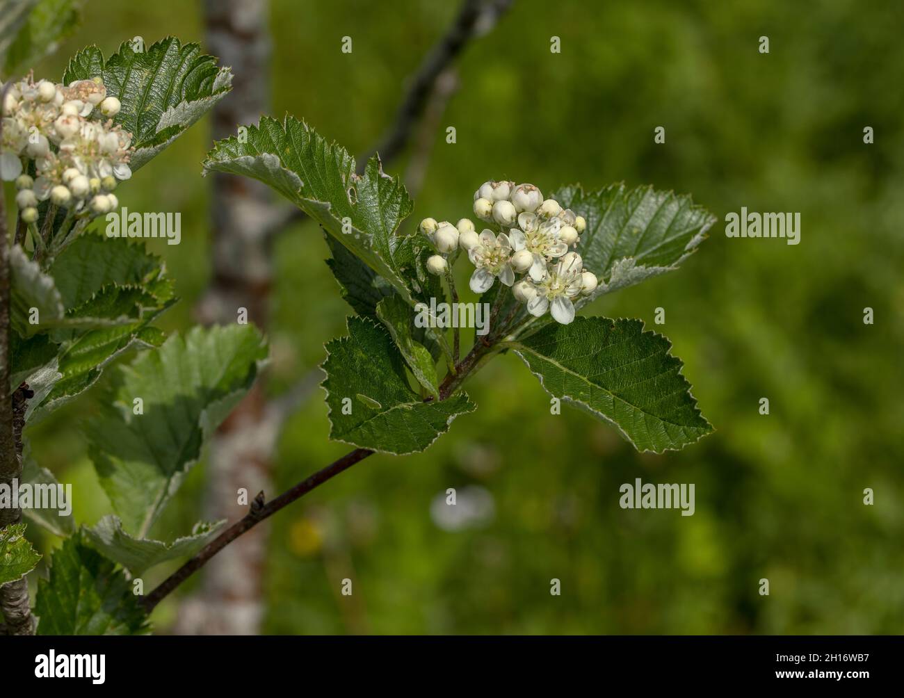 English Whitebeam, Sorbus anglica, in flower in spring. British endemic ...