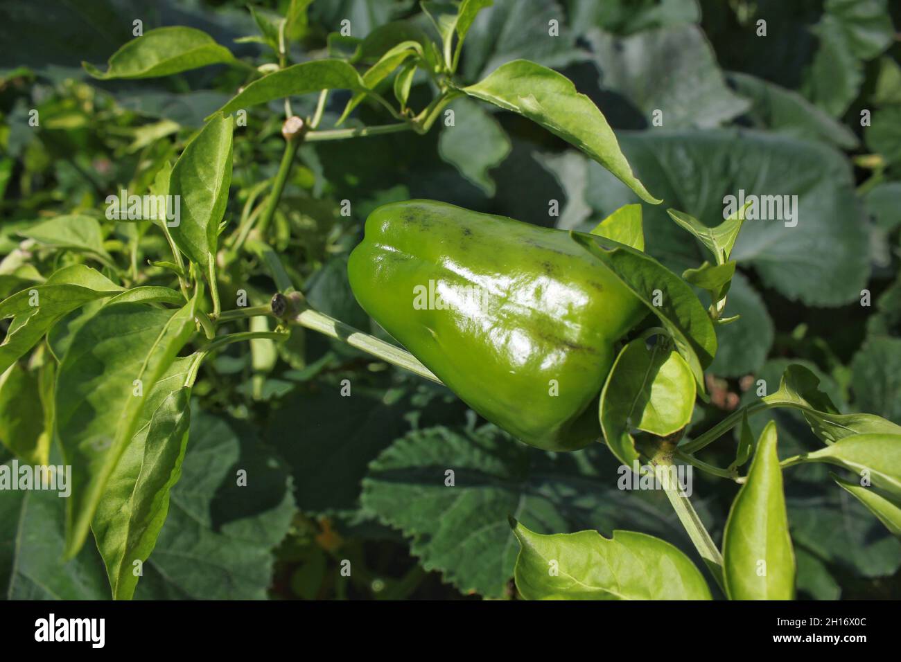 Delicious paprika plant growing in the bright summer sun Stock Photo ...