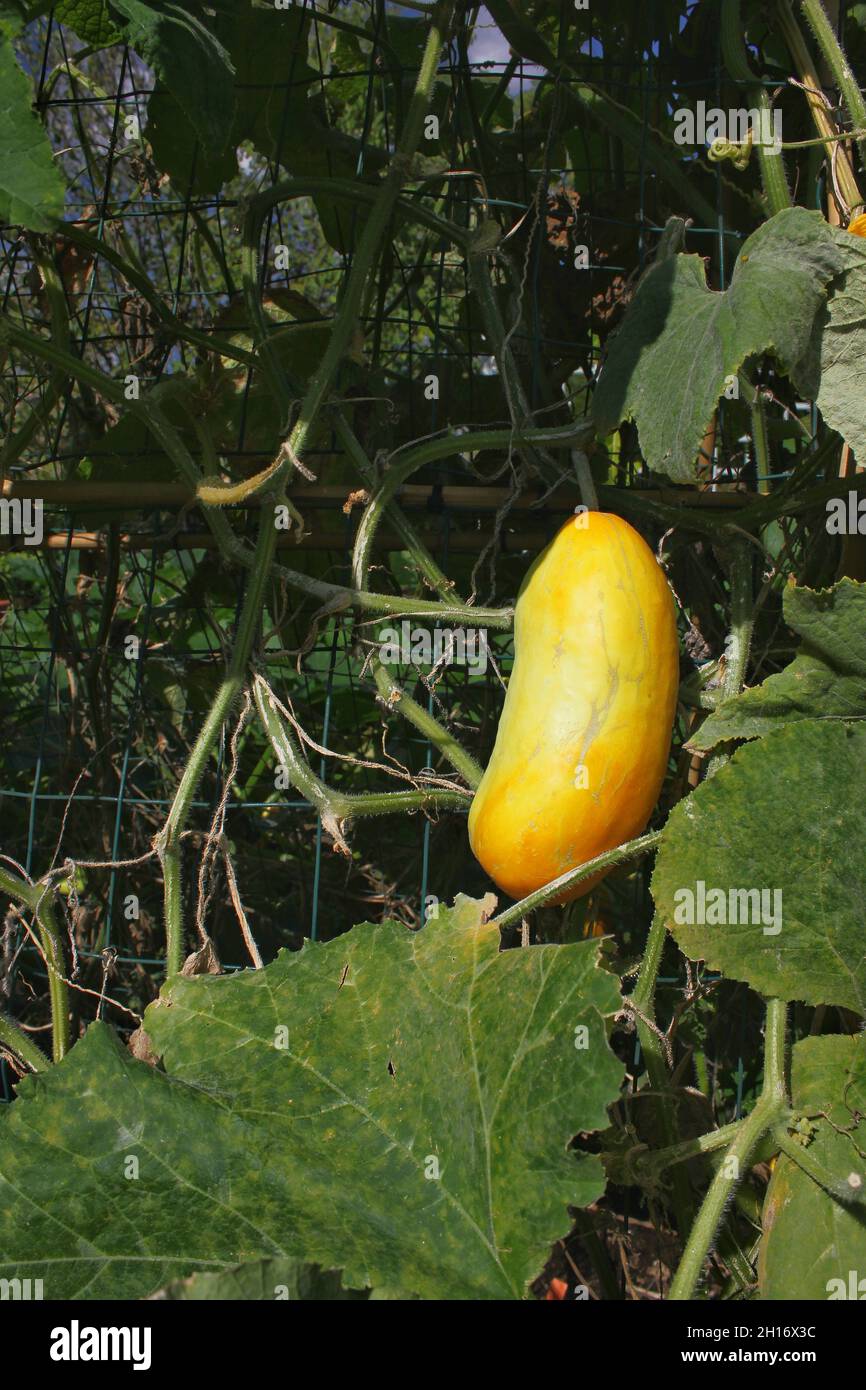 Yellow squash growing in the bright summer sun Stock Photo - Alamy