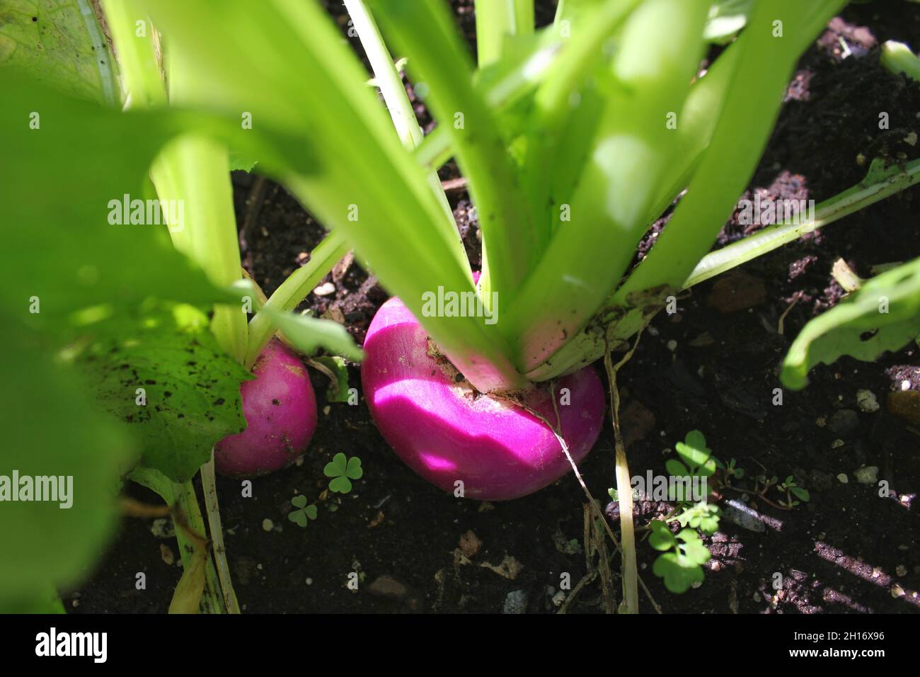 Fresh heirloom purple radish growing in the bright summer sun Stock ...