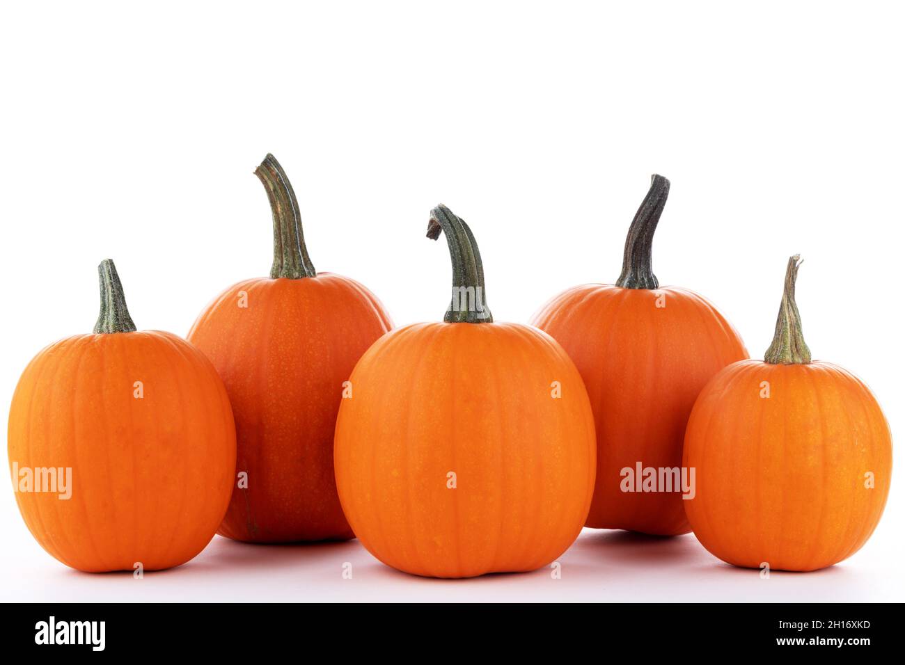 Five pumpkins in a row isolated on white background, thanksgiving ...