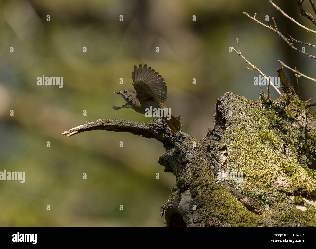 Female Common redstart, Phoenicurus phoenicurus, flying from oak tree ...