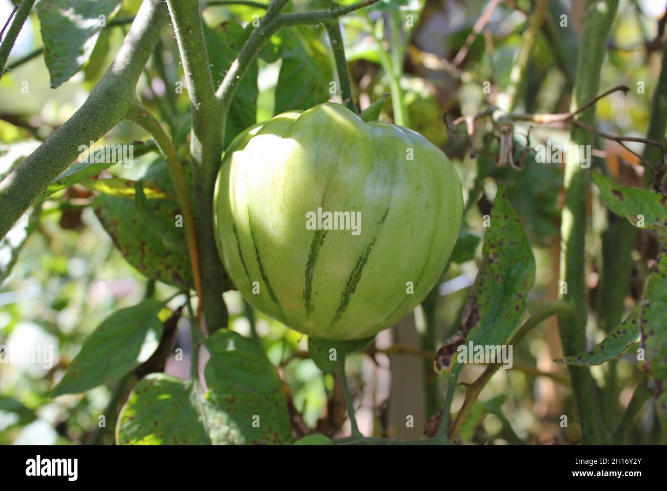 Bright green tomato growing in the bright summer sun Stock Photo - Alamy