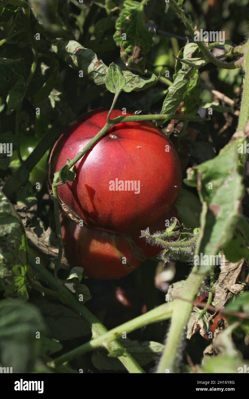 Bright red heirloom tomato growing in the bright summer sun Stock Photo ...