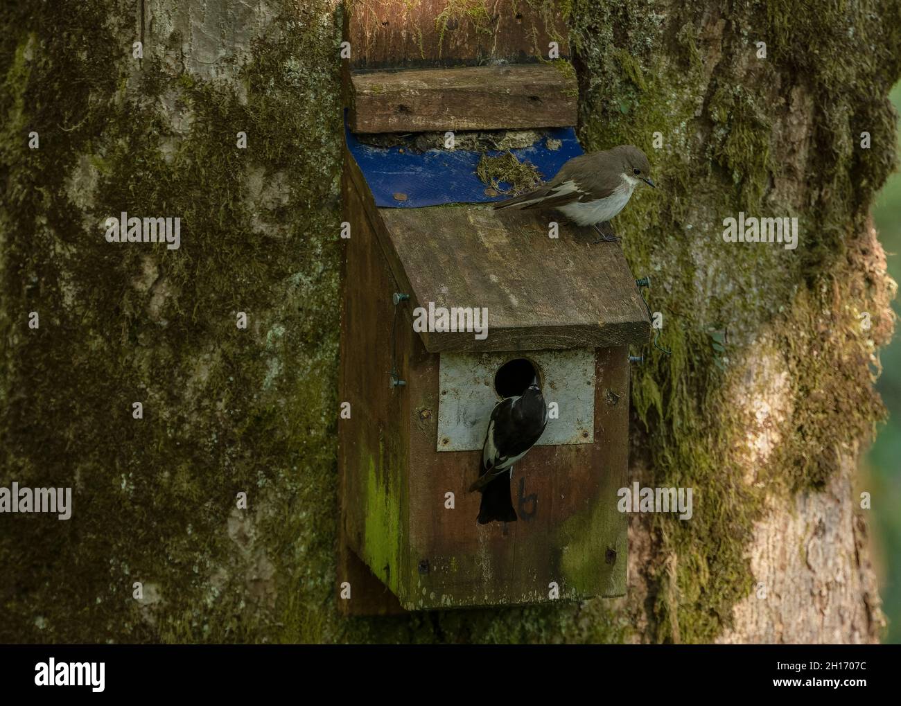 Male and Female Pied flycatcher, Ficedula hypoleuca, at their nest box ...