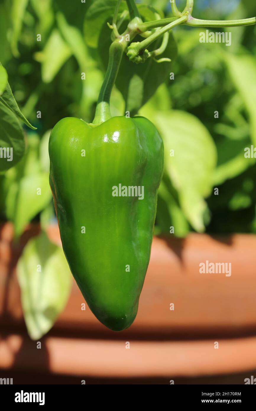 Delicious paprika plant growing in the bright summer sun Stock Photo ...