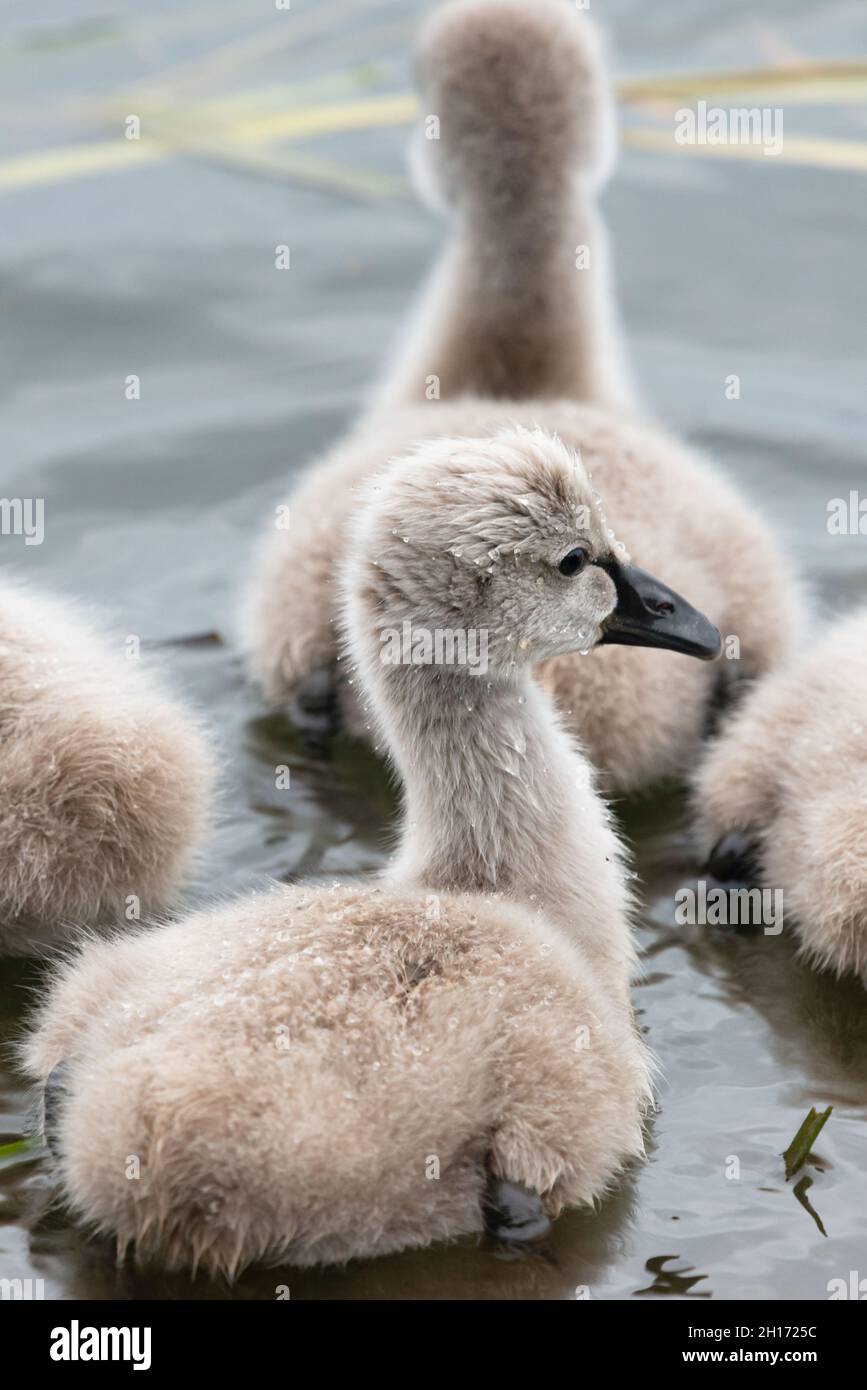 Cute black swan cygnets with water drops on its head swimming in the ...