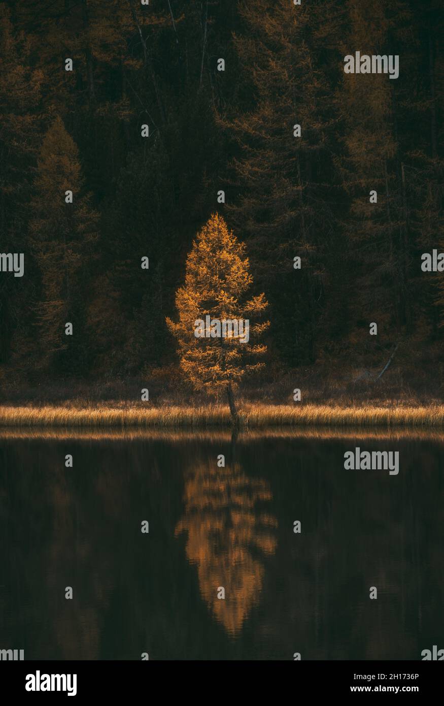 Single tree in water hi-res stock photography and images - Alamy