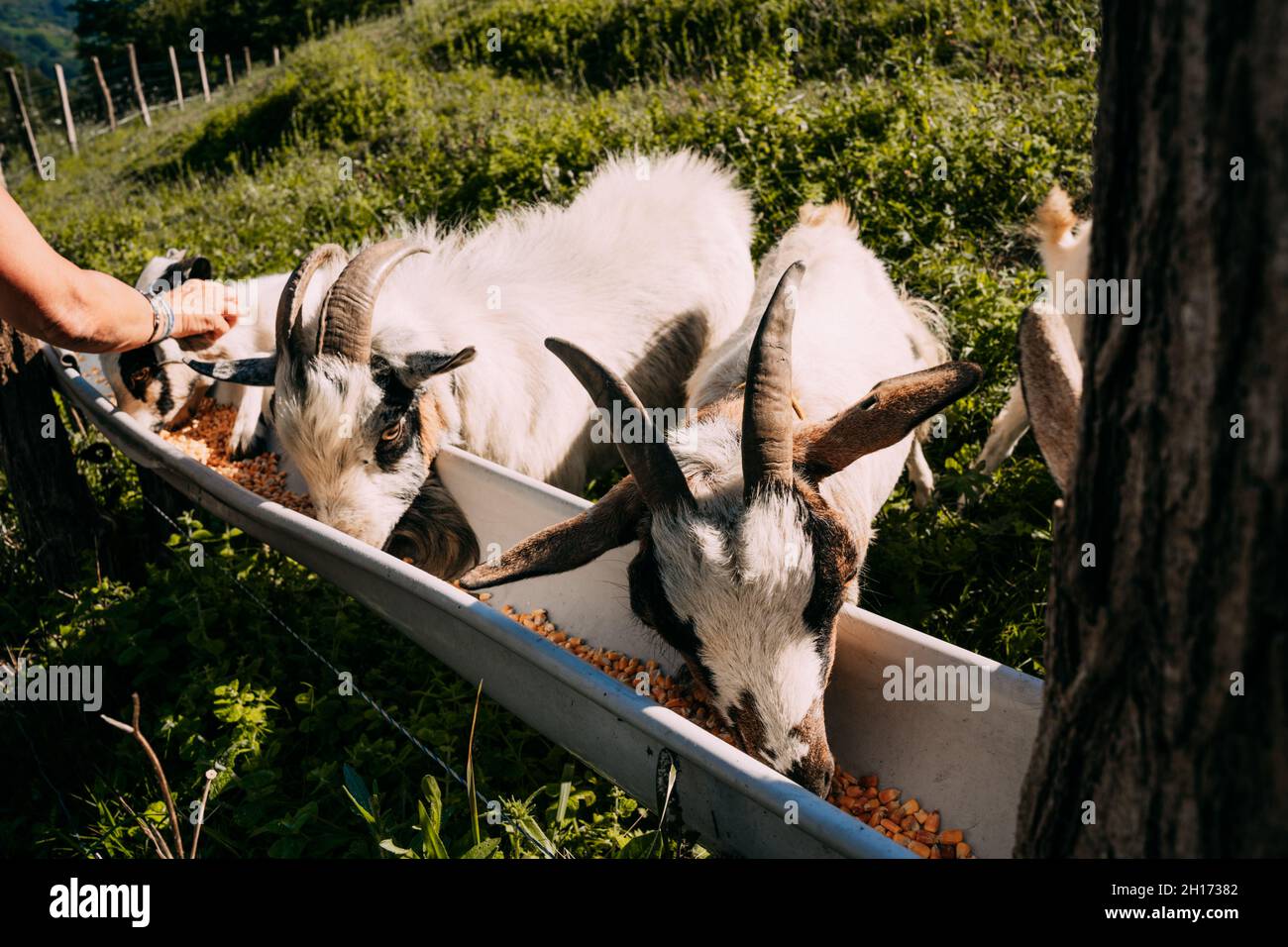 From above of three goats with white and brown fluffy fur eating ...