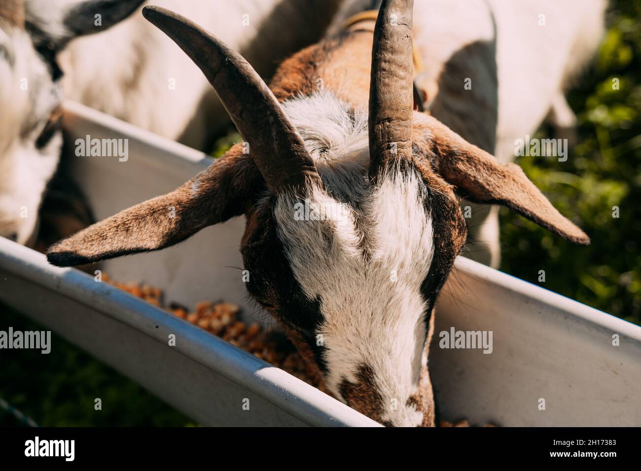 From above of three goats with white and brown fluffy fur eating ...