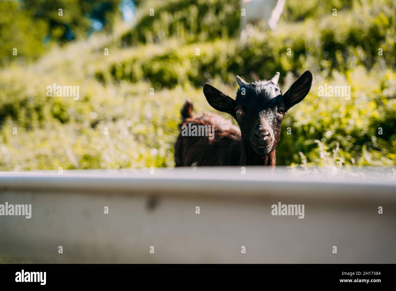 Small cute white brown fluffy goat standing on green grassy slope and ...