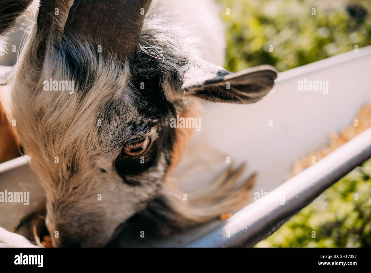 From above of three goats with white and brown fluffy fur eating ...