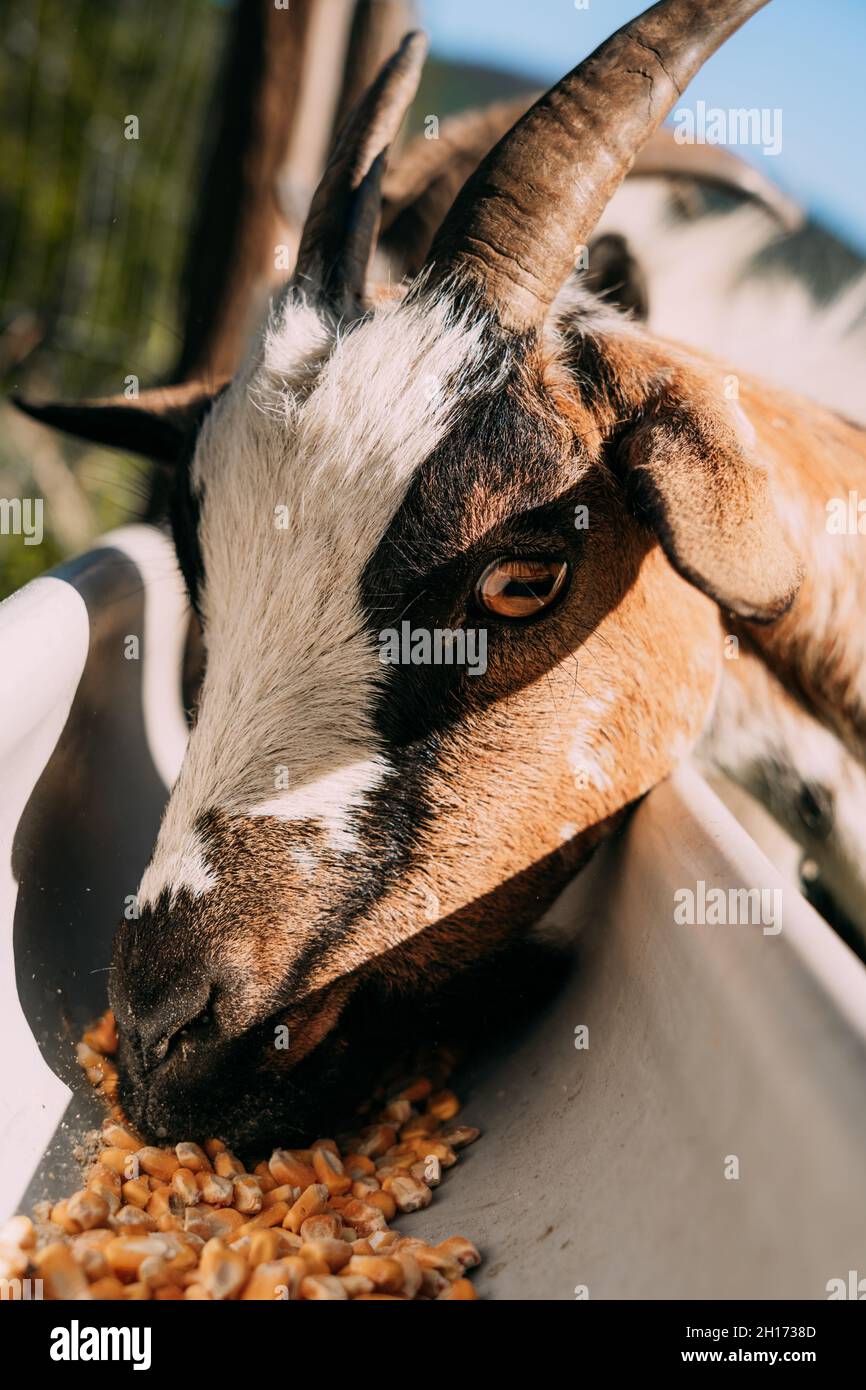 From above of three goats with white and brown fluffy fur eating ...