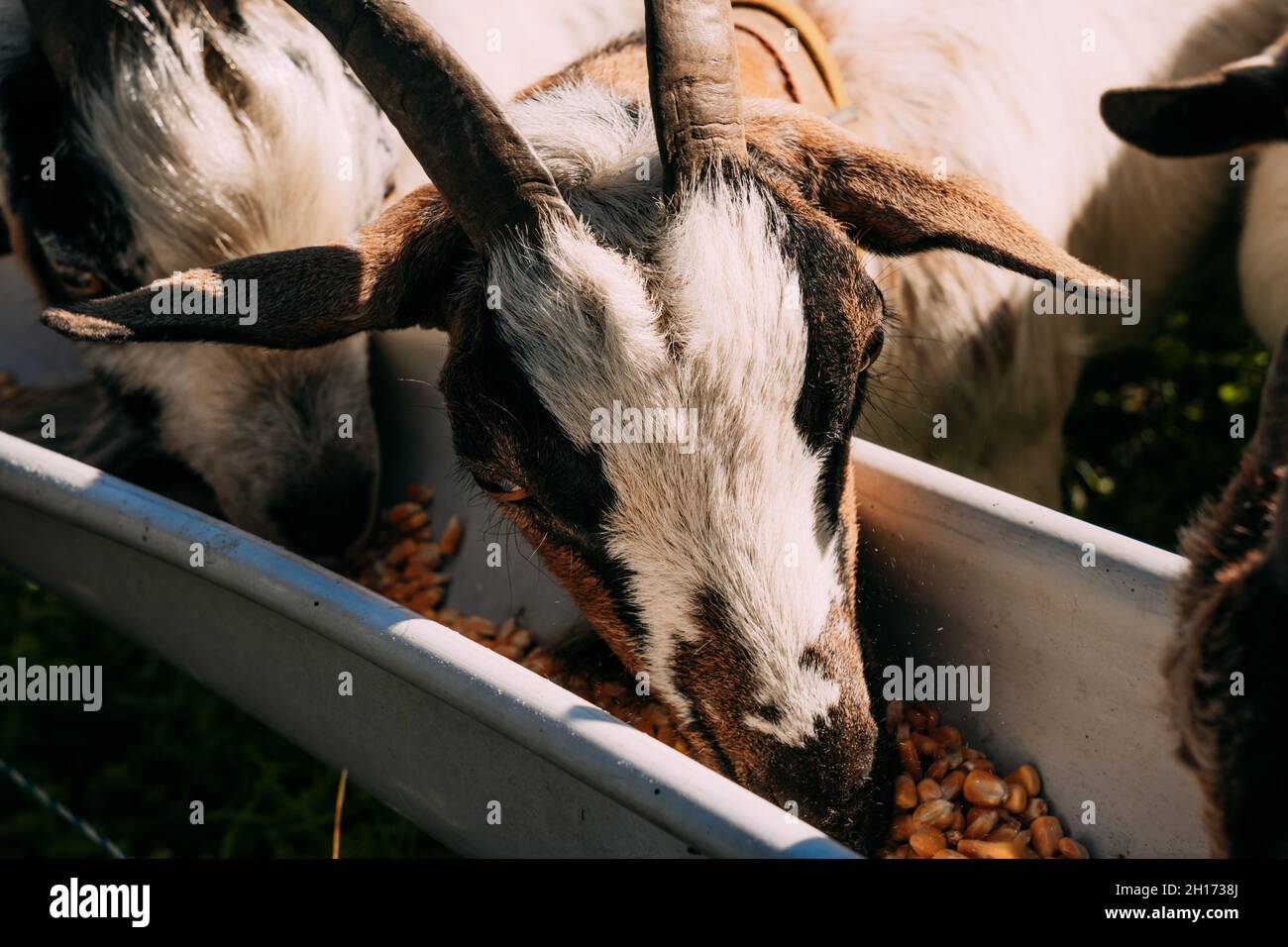 Goat feeder hi-res stock photography and images - Alamy
