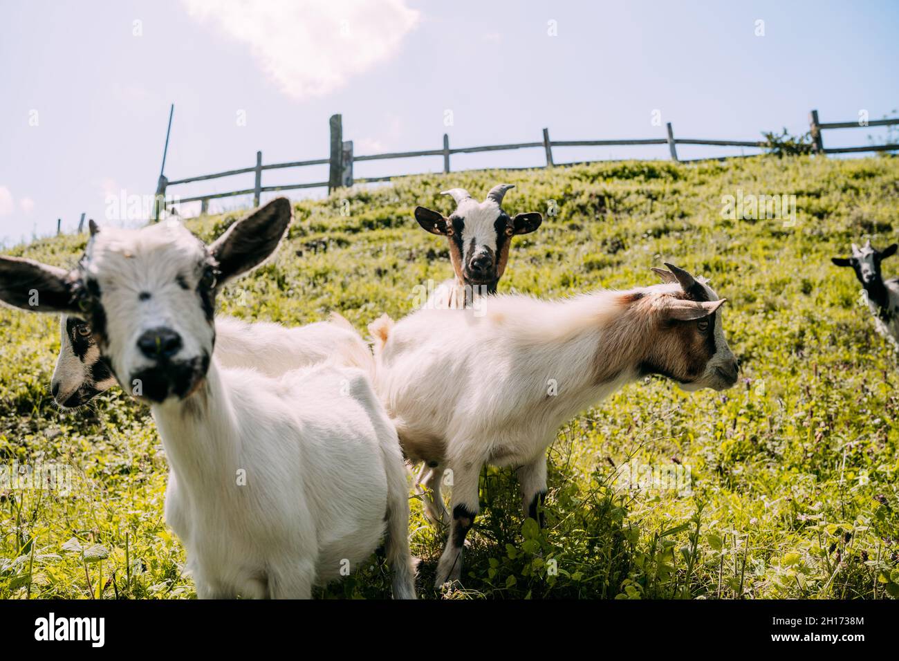 Small herd of cute white brown fluffy goats standing on green grassy ...