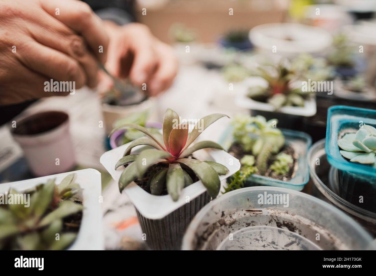 Adding soil hi-res stock photography and images - Alamy