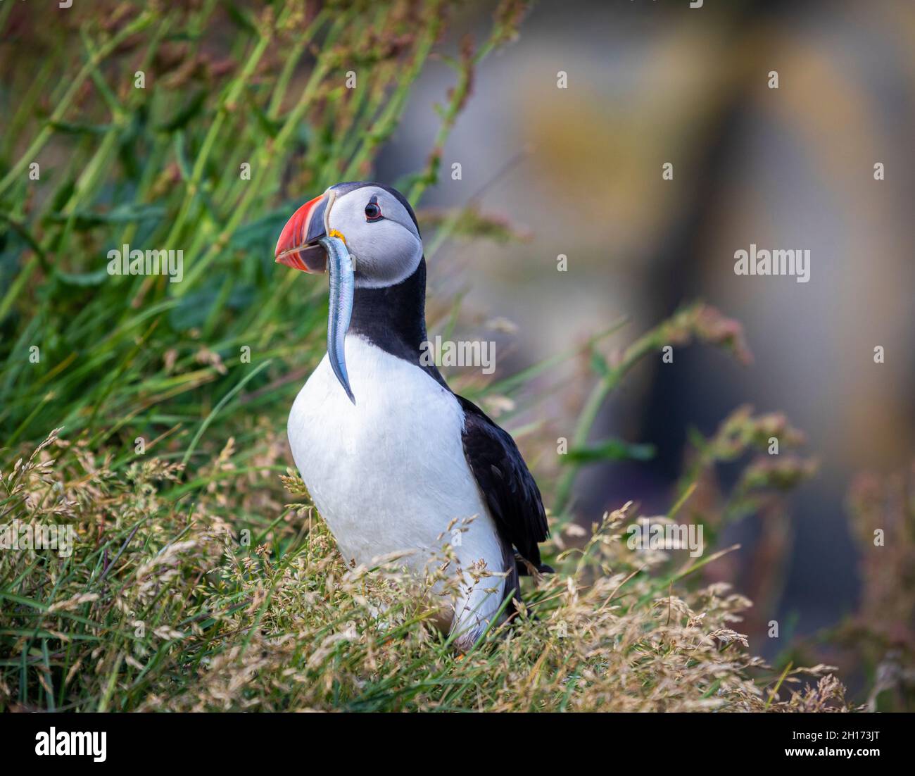 Cute Atlantic puffin seabird with black wings and fish in beak standing ...
