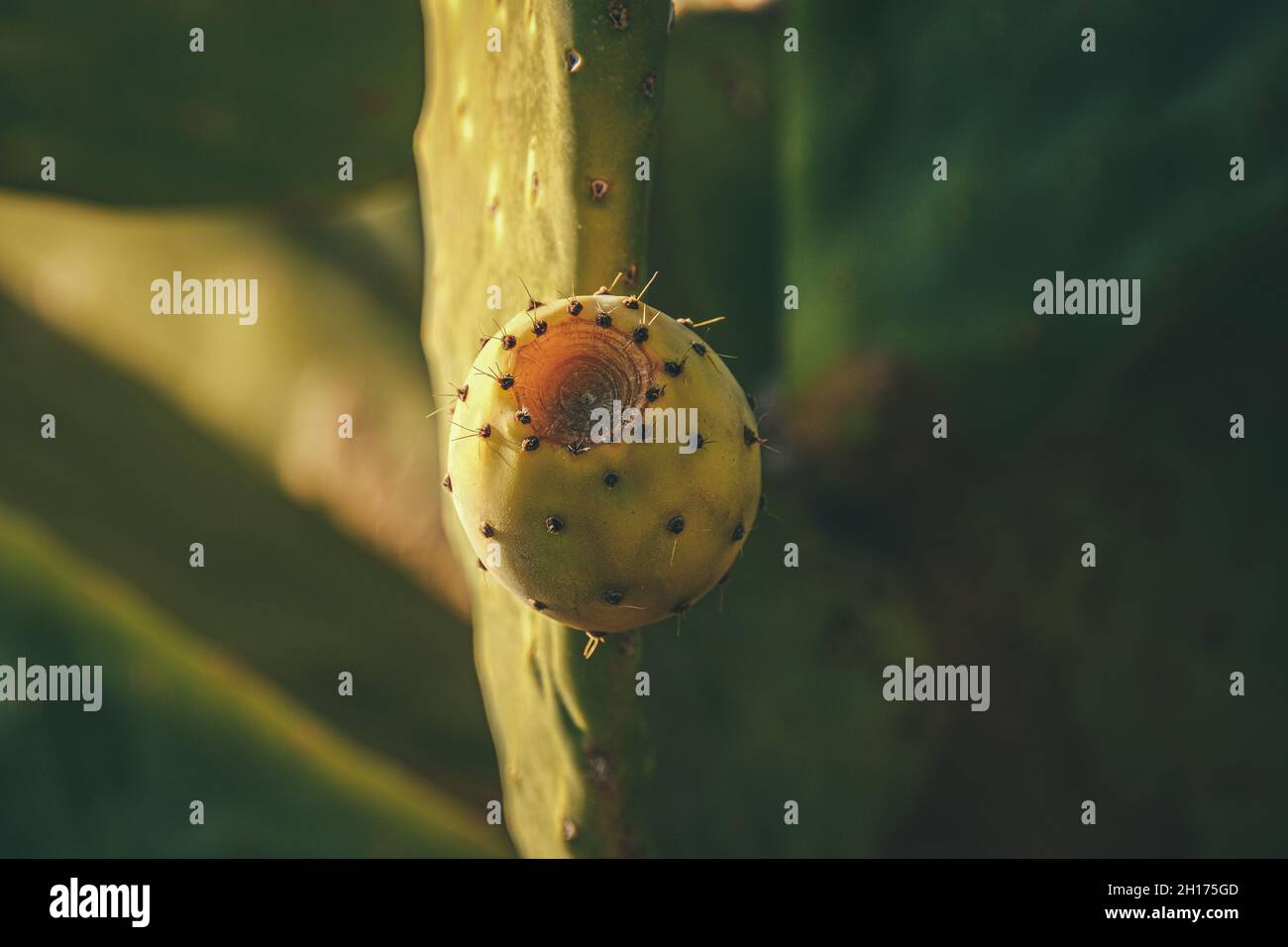 A closeup shot of green cacti with blossom Stock Photo - Alamy