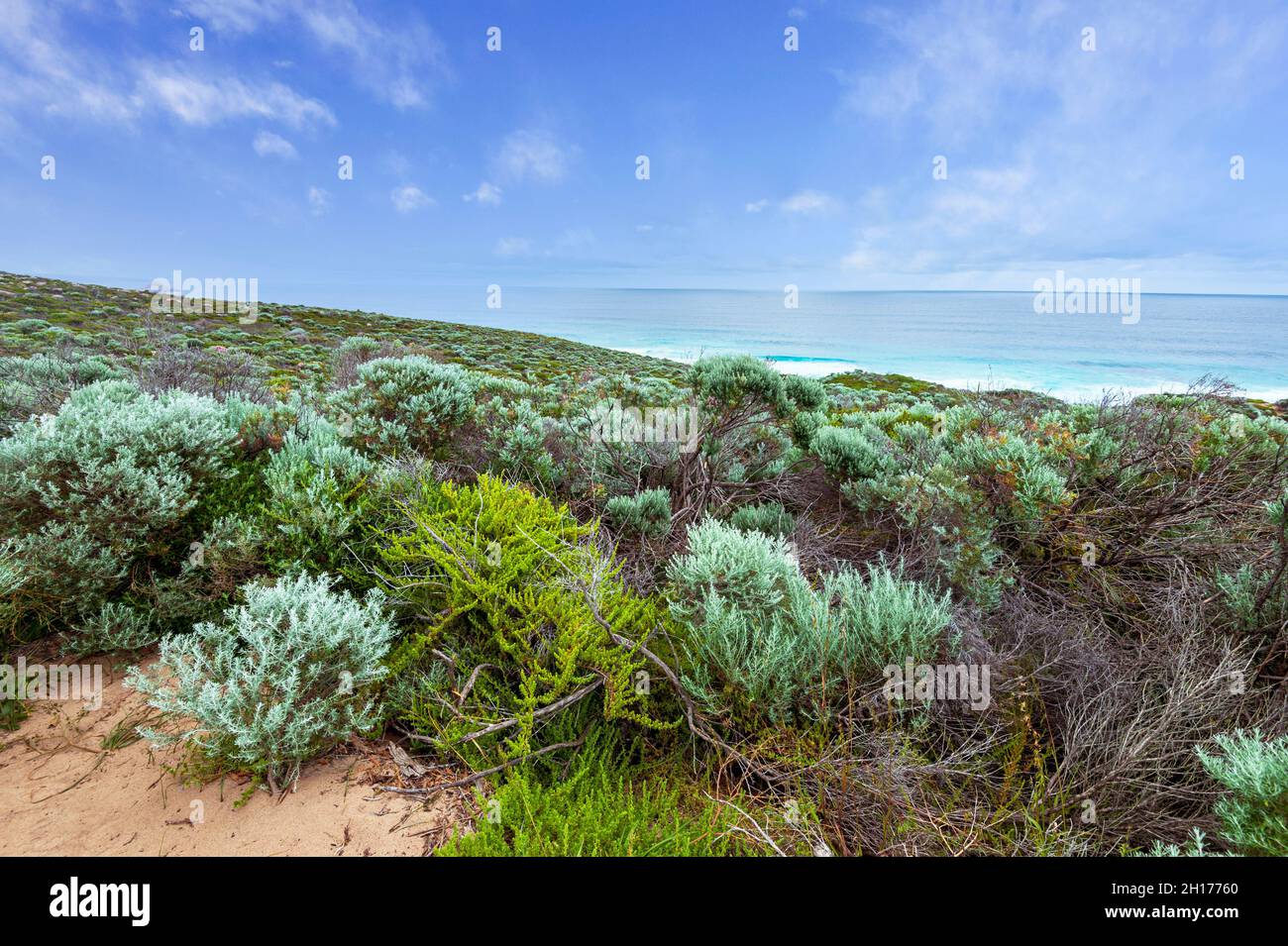 Scenic view of coastal vegetation in Leeuwin-Naturaliste National Park ...