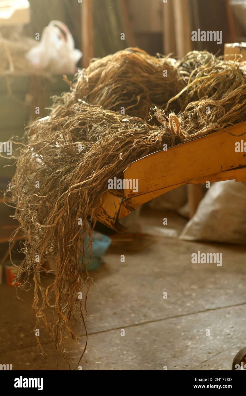 Hemp sativa processing process Stock Photo - Alamy