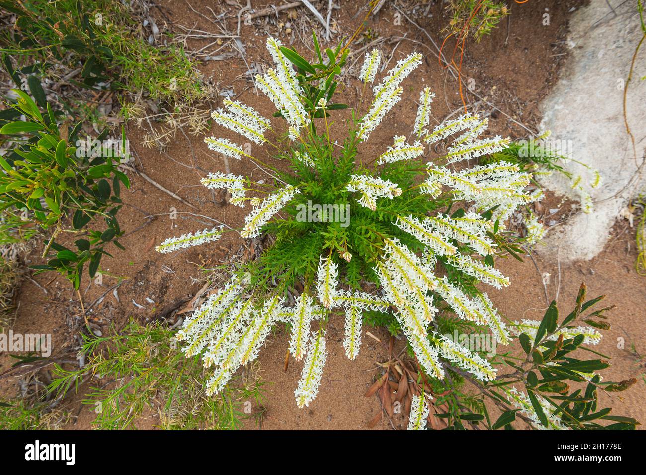 Stackhousia candles hi-res stock photography and images - Alamy