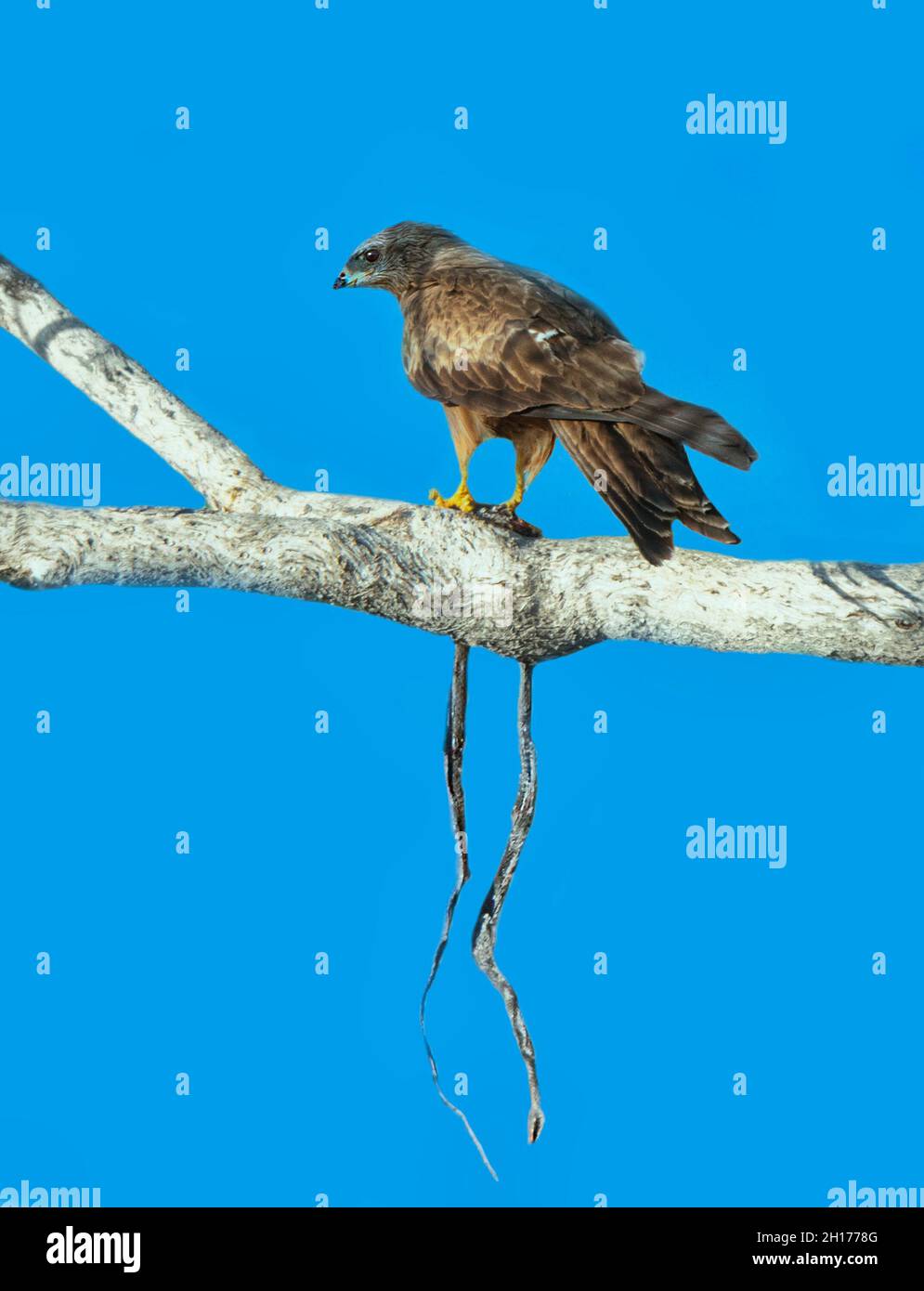 Snake vertical hi-res stock photography and images - Alamy