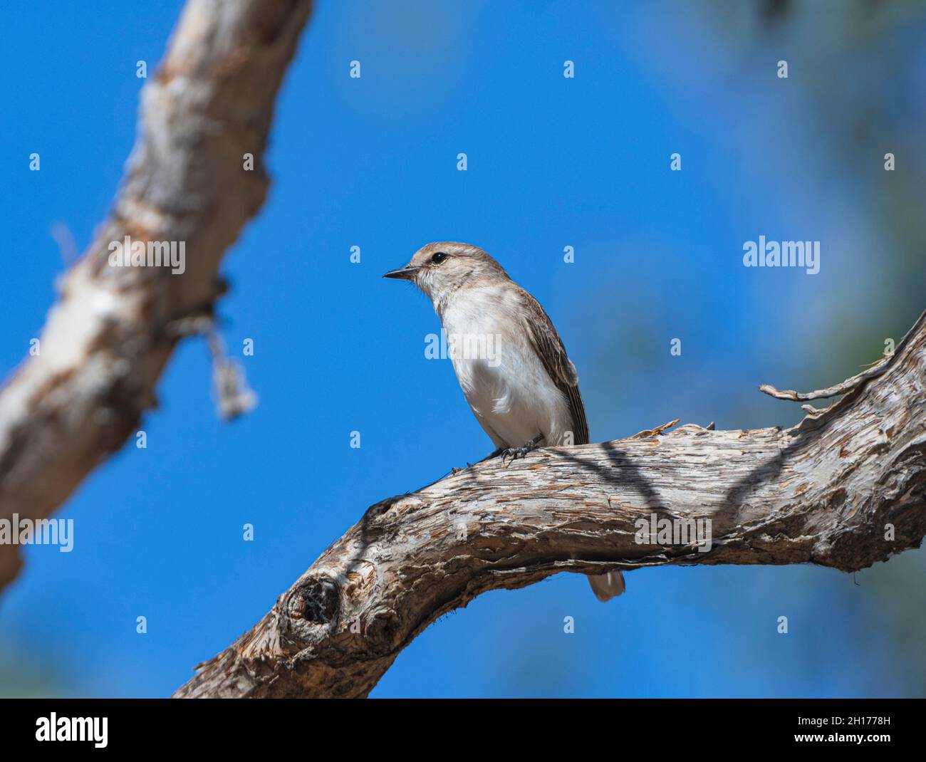 A Jacky Winter (Microeca fascinans) perched on a branch, Gibb River ...