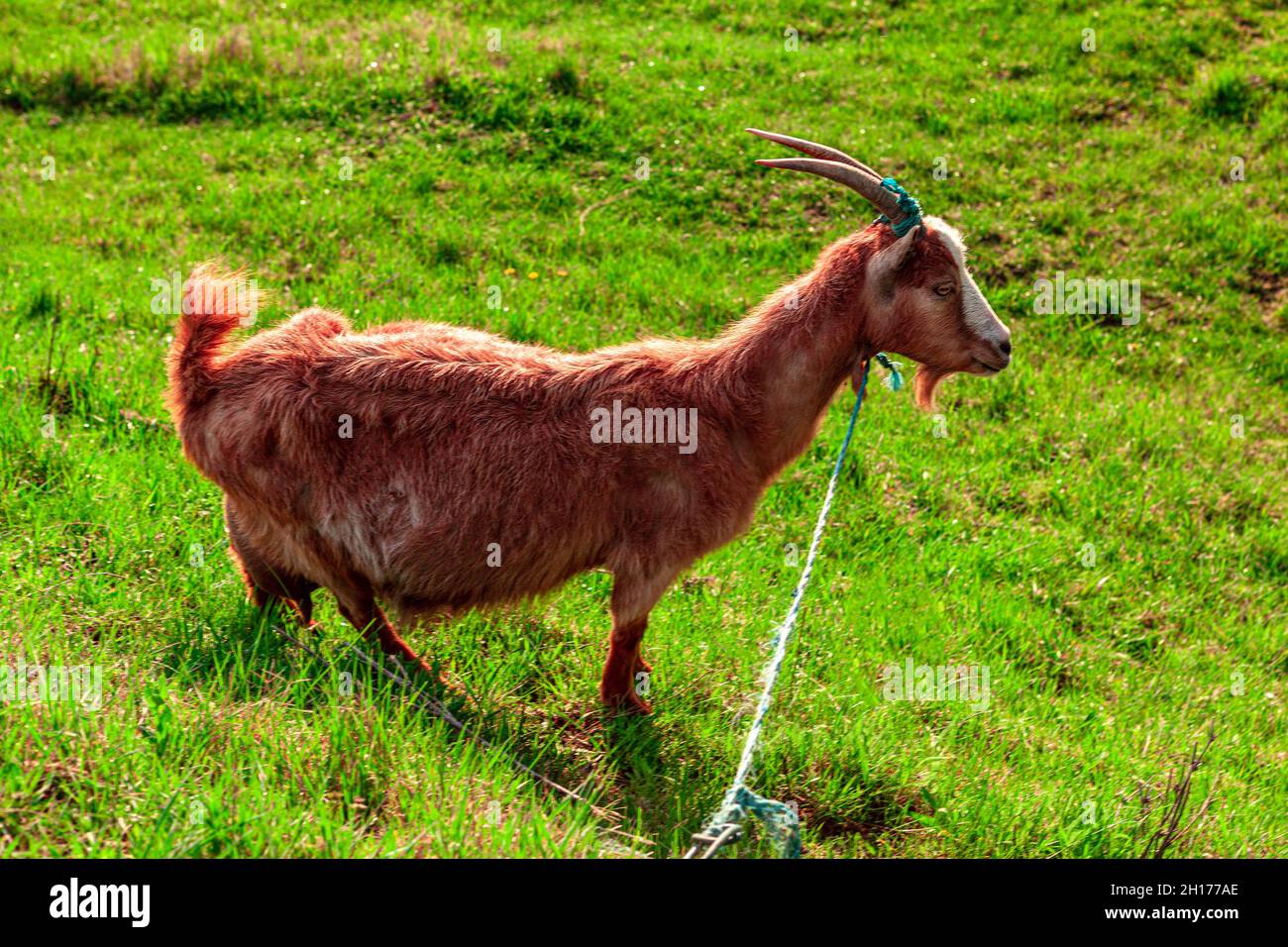 Domestic goat on the meadow . Farm animal on a rope Stock Photo - Alamy