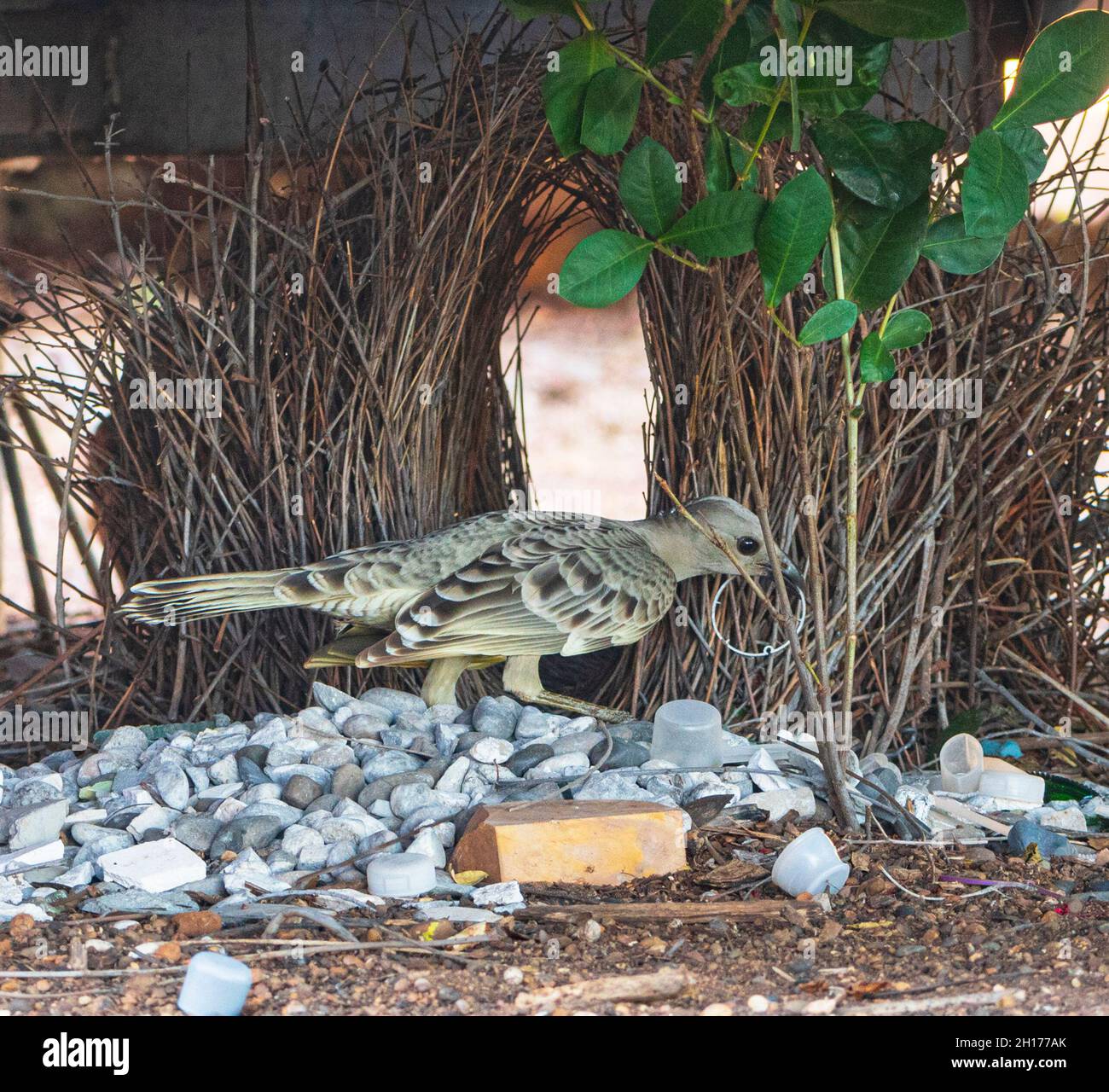 Bird western bower bird bower bird hi-res stock photography and images ...