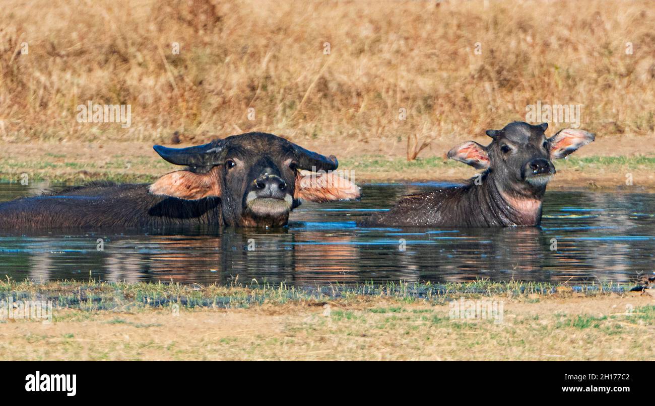 Two Water Buffalos (Bubalus bubalis) bathing in a creek, Northern ...