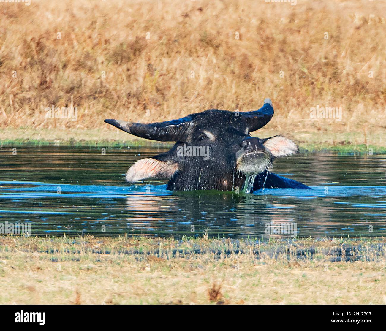 Headshot of a Water Buffalo (Bubalus bubalis) bathing in a creek ...