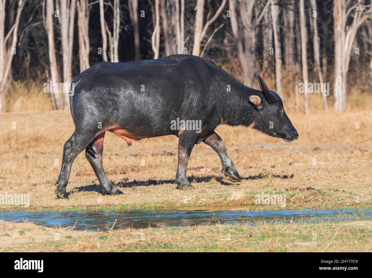 Bubalus bubalis australia hi-res stock photography and images - Alamy